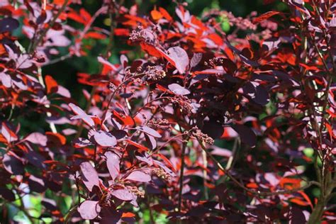 10 Beautiful Burgundy Leaf Plants Redefining Your Indoor And Outdoor