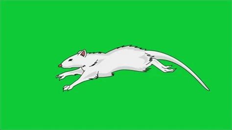 Fast Running White Rat Animation 2d Lin Stock Video Pond5