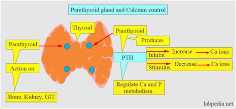 Parathyroid Hormone And Calcium