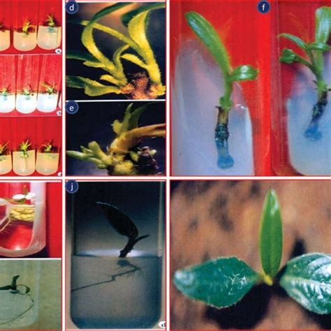Micropropagation Of T Arjuna A Shoot Proliferation From Axillary Download Scientific