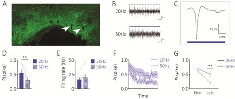 Optogenetic Stimulation Of Vta Dopamine Neurons At 20hz And 50hz