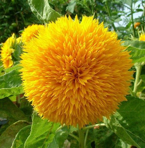 Teddy Bear Sunflower Seeds Dwarf Fluffy Gold Helianthus Annuus Teddy Bear 2025 New
