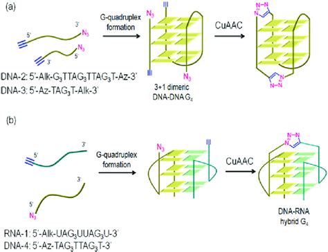 Formation Of A A 3 1 Dimeric Dna G Quadruplex And B A Dna Rna Download Scientific Diagram