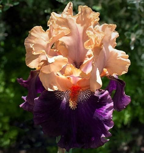 El Significado De La Flor Del Iris Historia Simbolismo Y Usos Garvillo