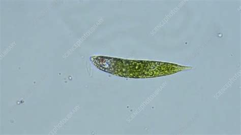 Euglena Showing Its Flagellum Light Microscopy Stock Video Clip K006 6698 Science Photo
