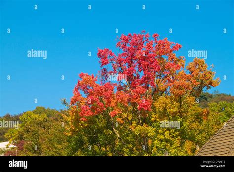 Autumn Tree Changing Color Stock Photo Alamy
