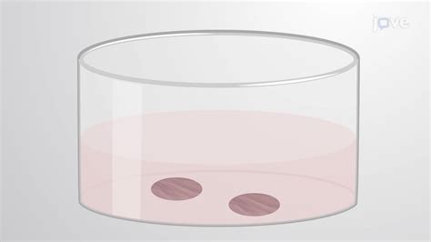 Evaluating Cytotoxicity And Membrane Integrity In Lung Slices Via Lactate Dehydrogenase Assay