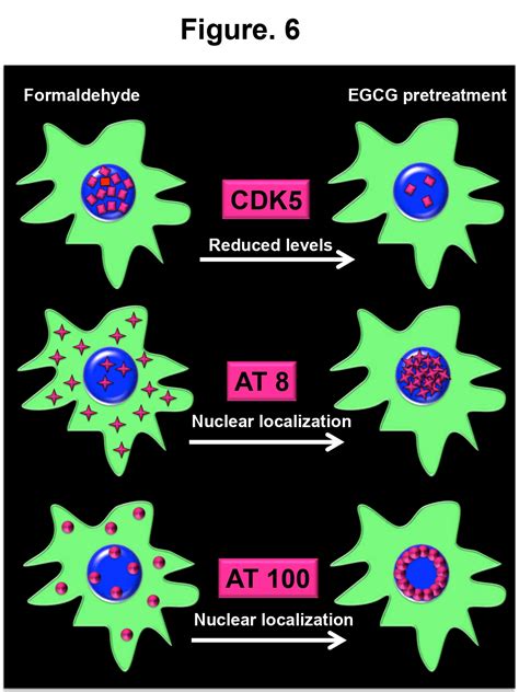 Egcg Modulates Nuclear Formaldehydeinduced Tau Phosphorylation In