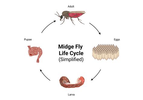 Midge Fly Life Cycle Midge Fly Biology And Control