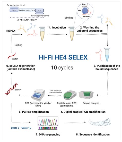 Identification And Characterization Of Aptamers Targeting Ovarian