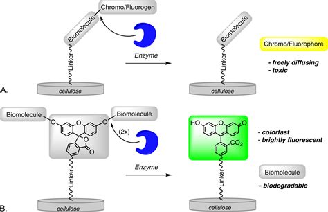 Cellulose Examples