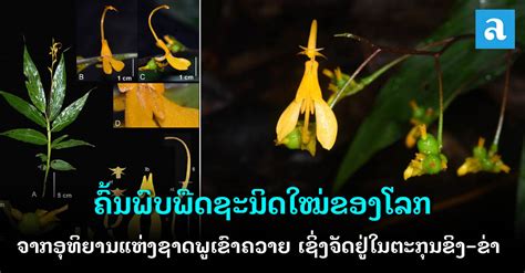 ຂ່າວດີ ພົບພືດຊະນິດໃໝ່ຂອງໂລກຈາກອຸທິຍານແຫ່ງຊາດພູເຂົາຄວາຍ ລາວໂພສຕ໌ Laopost