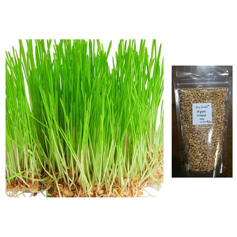 Wheat Grains Wheatgrass Seeds For Sprouting 100g Shopee Philippines