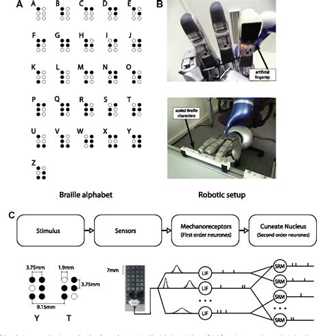 figure 1 from encoding decoding of first and second order tactile