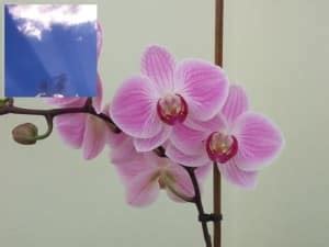 Manipulating Images Using The PHP GD Library PHPFog