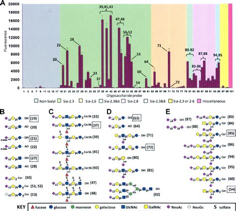 Carbohydrate Microarray Analysis Of Siglec E Fc A Binding Of Siglec