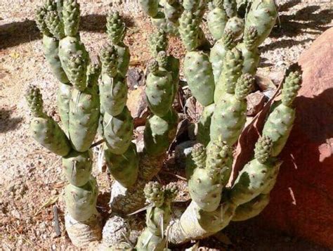 Тефрокактус – Tephrocactus, фото, посадка растения, уход, размножение ...