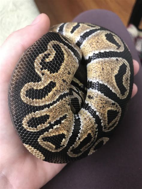 Lil Peek Fresh Out Of Shed And Lookin So Handsome Normal Balls For
