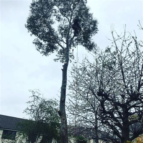 Tree Removal In North Common Bristol Bristol Tree Services
