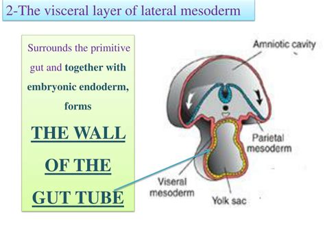 Ppt Derivatives Of The Ectodermal Germ Layer Powerpoint Presentation