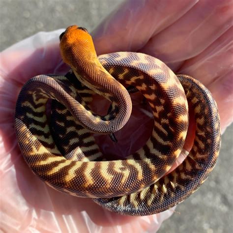 A Deeper Look At The Woma Python Aspidites Ramsayi The