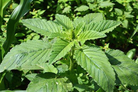 In Nature As A Weed Grows Common Amaranthus Stock Image Image Of