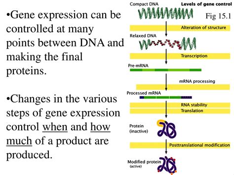 Ppt Eukaryotic Gene Expression Control Powerpoint Presentation Free