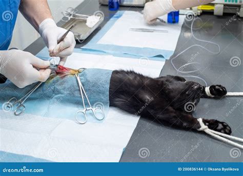 Veterinary Surgeon Neutering A Cat In A Veterinary Clinic Stock Photo Image Of Mammal Care