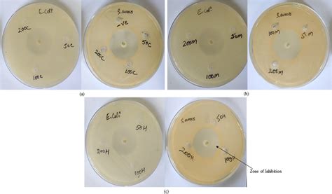 Antibacterial Activity Of The Protein Fractions Panels Represent The Download Scientific