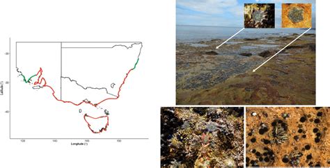 The Distribution Of Meridiastra Calcar And Parvulastra Exigua Where Download Scientific Diagram