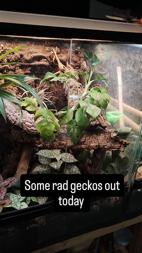 Dakotah Blue Exotics Dakotahblueexotics • Instagram Photos And Videos