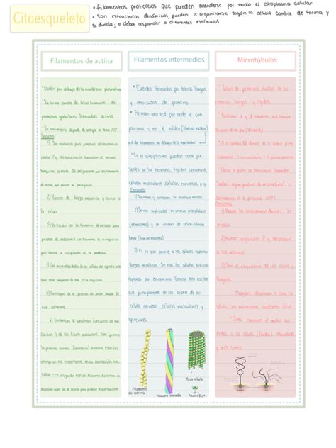 Citoesqueleto Pdf Biología Celular Nucleo Celular