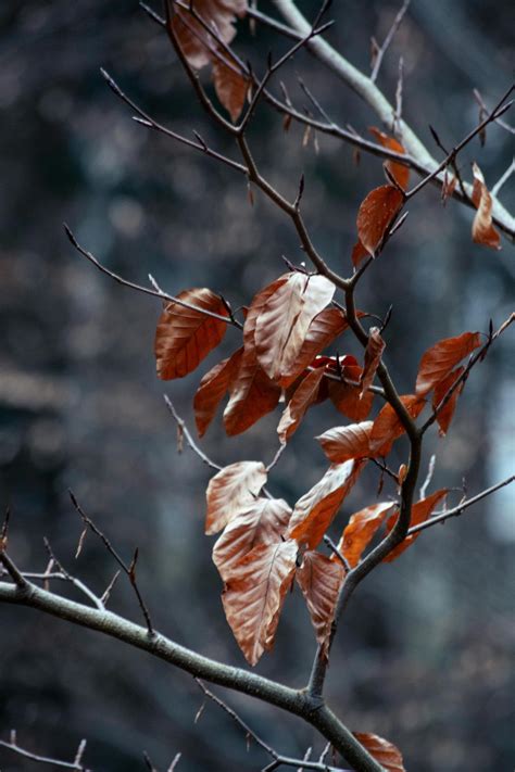 خلفياتريالمدريد4kللكمبيوتر Photos Download The Best Free خلفيات