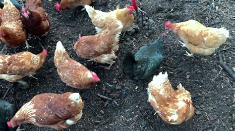 Chicken Compost System Summer Update Youtube