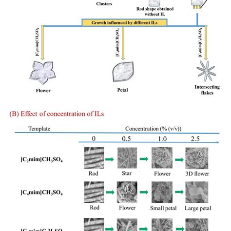 Schematic Illustration Of A The Process Of Formation Of Zno