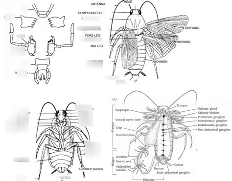 Cockroach Diagram