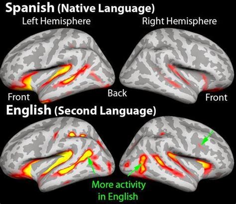 How Language Is Processed By Your Brain Synlexis
