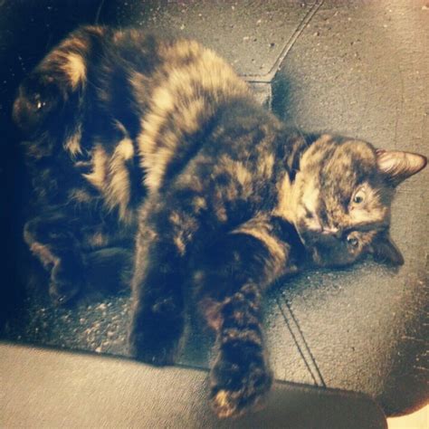 Tortoiseshell Cat
