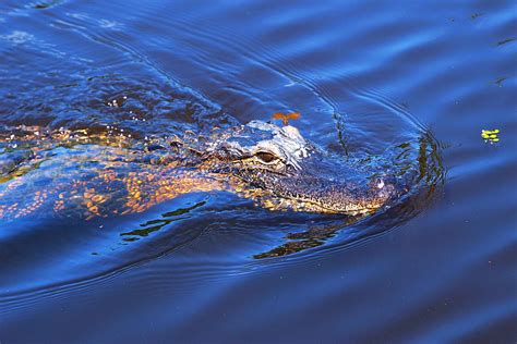 Alligator In Mississippi River Photograph By Paul Ge