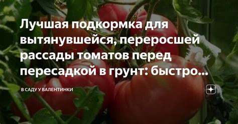 Лучшая подкормка для вытянувшейся переросшей рассады томатов перед пересадкой в грунт быстро