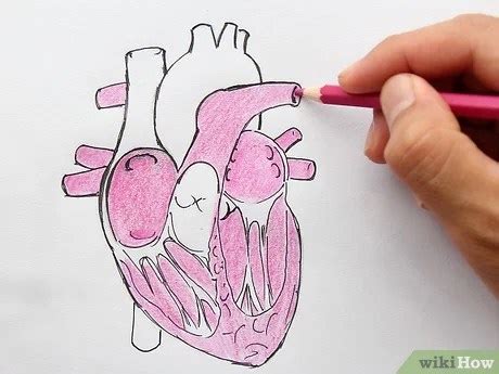 Structure Of Heart Drawing Structure Of The Heart Stock Vector