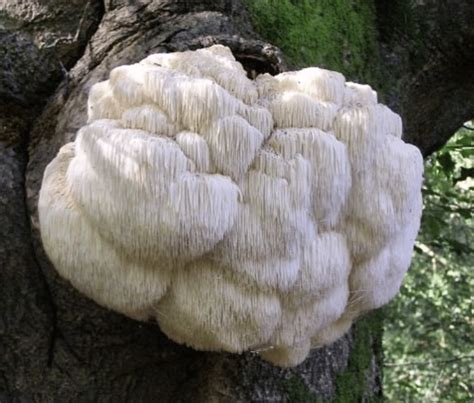 The Best Lions Mane Supplement In Canada Our Top 3 Choices