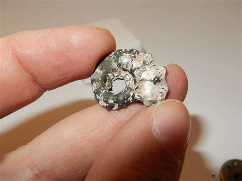 Pyritized Fossil Ammonite Etsy