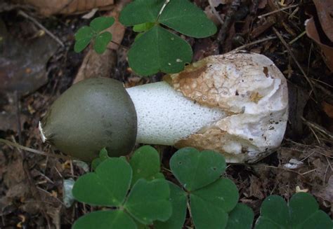 Веселка обыкновенная(Phallus impudicus) — Грибы