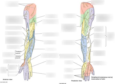 Diagram Of Multisegmental Cutaneous Nerves Of Upper Limbs Quizlet
