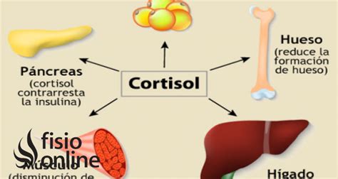 Cortisol Qué Es Qué órgano La Segrega Efectos En Qué Estructuras