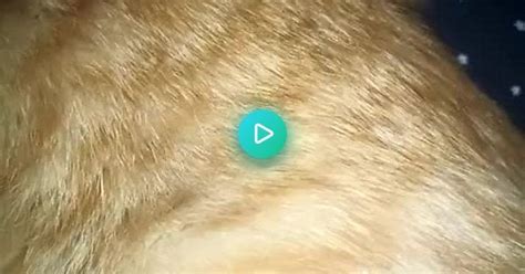 help cat s leg won t stop twitching after being bitten r askvet