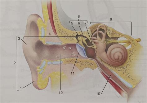 Ear Diagram Quizlet