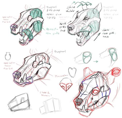 Concept Design Academy Tipos De Craneo Anatomia Artistica Cómo