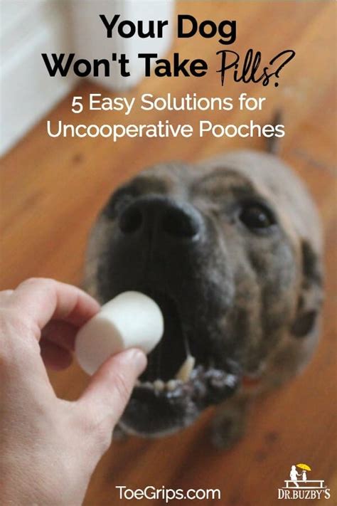 How To Easily Administer Medication To Your Dog Without Hassle